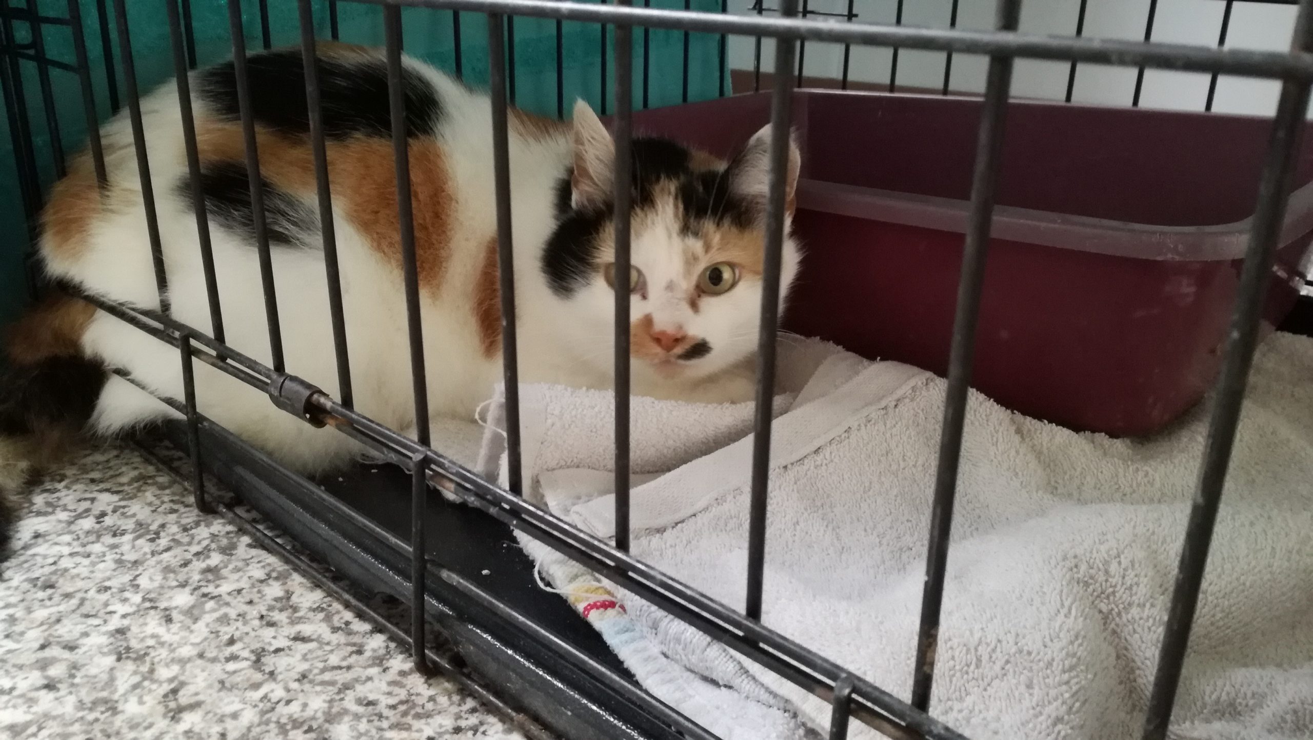 Katten - Dierenasiel Genk